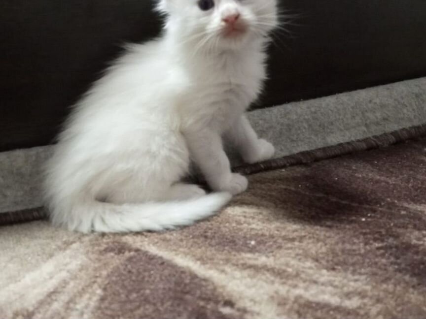 Котята мейн-кун