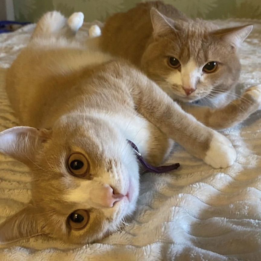 Коты в добрые руки