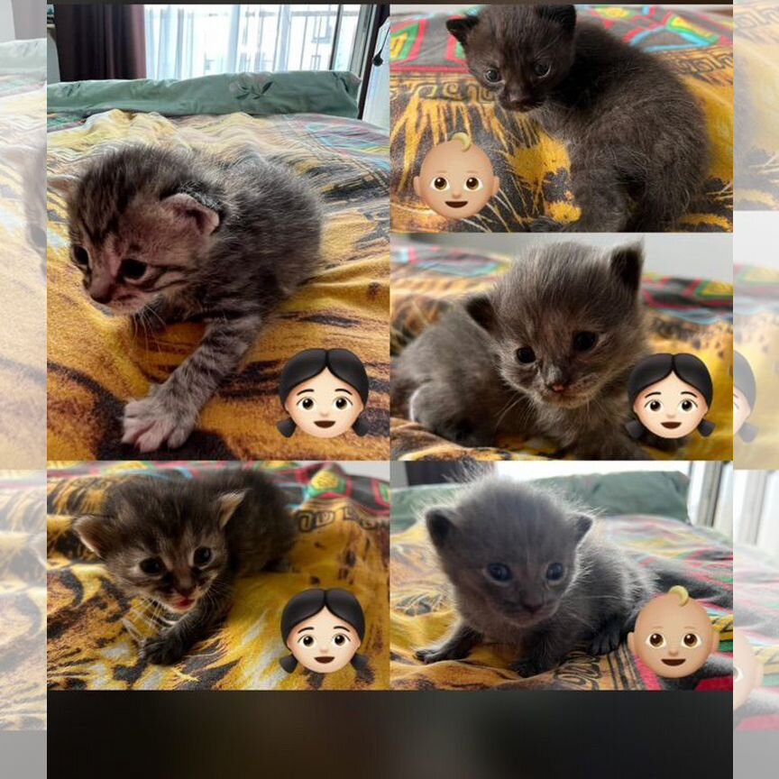 Котята в добрые руки бесплатно