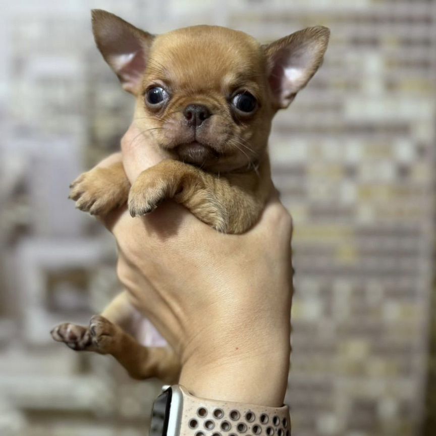 Чихуахуа, щенок