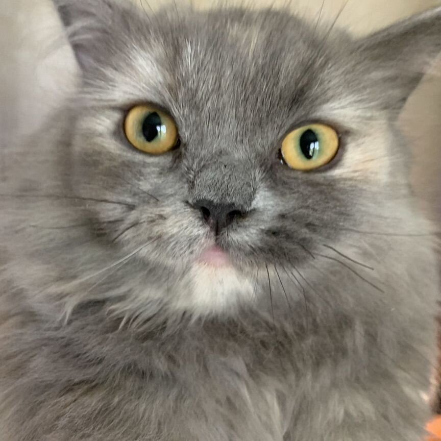 Сибирские котята