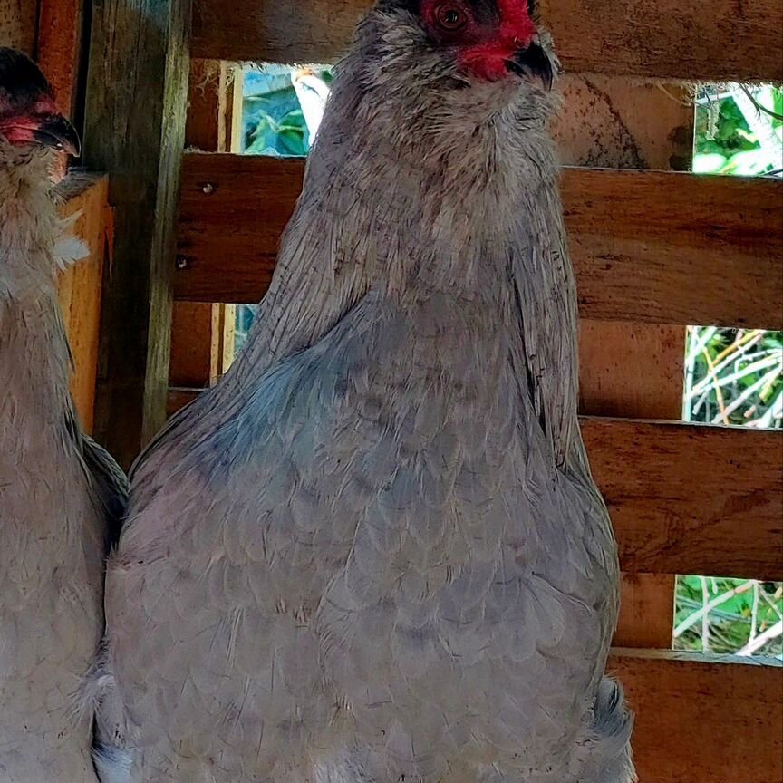Петухи амераукана лаванда
