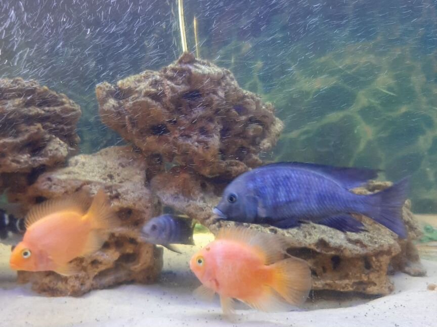 Аквариумные рыбки в одни руки