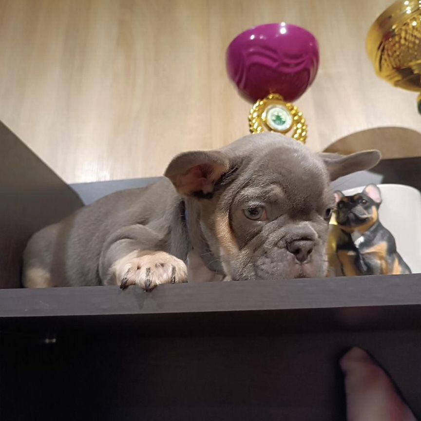 Щенки французики