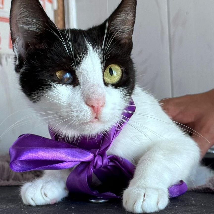 Кошечка Джулия из приюта познакомится с хозяином