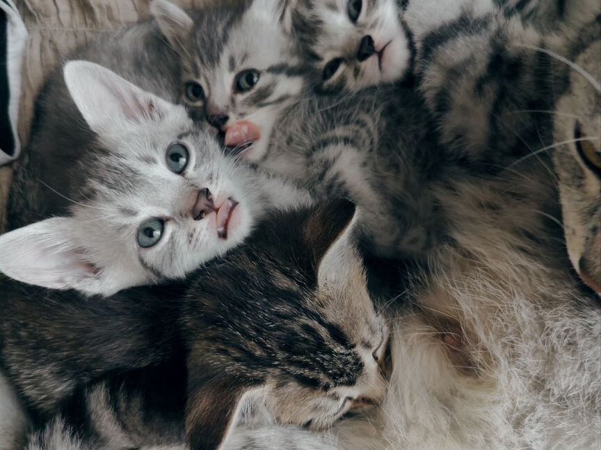 Британские котята