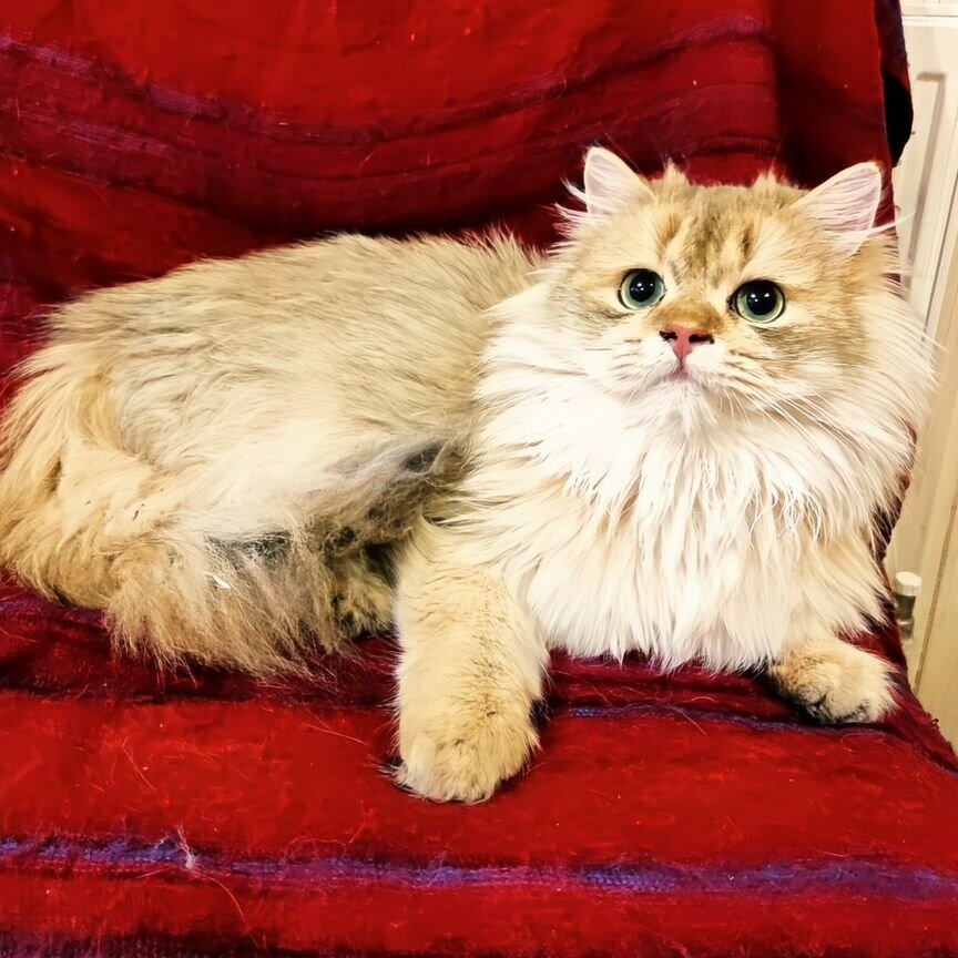 Британский длинношёрстный котёнок