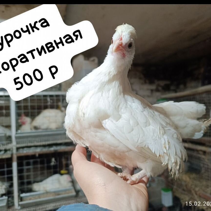 Декоративные карликовые куры