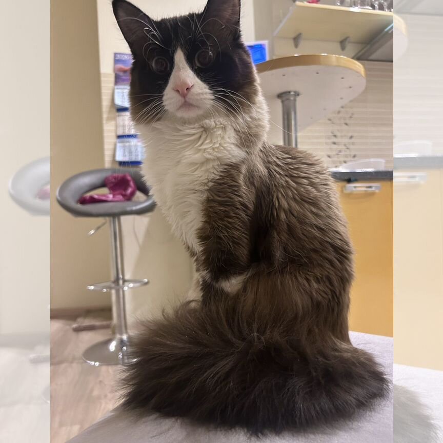 Рэгдолл, кот вязка