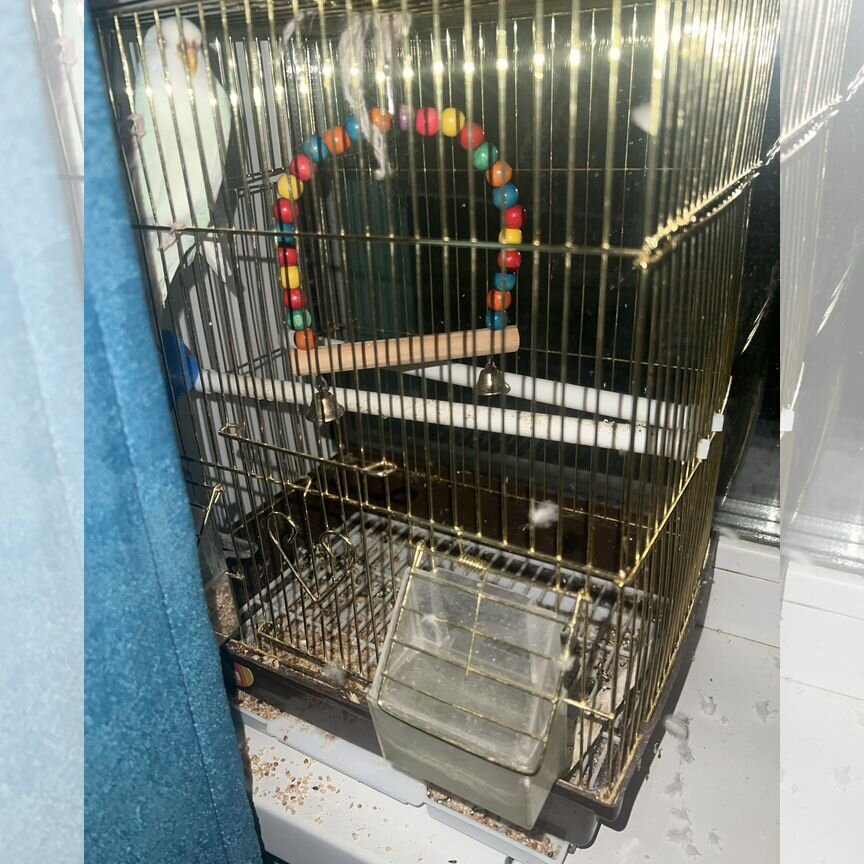 Волнистый попугай с клеткой