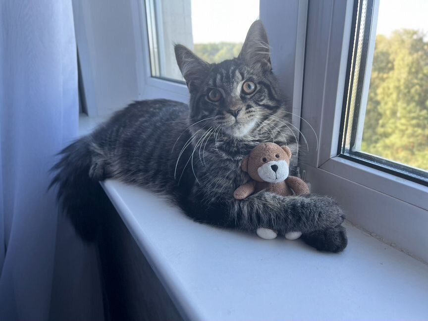 Котик мейн-кун 7 месяцев