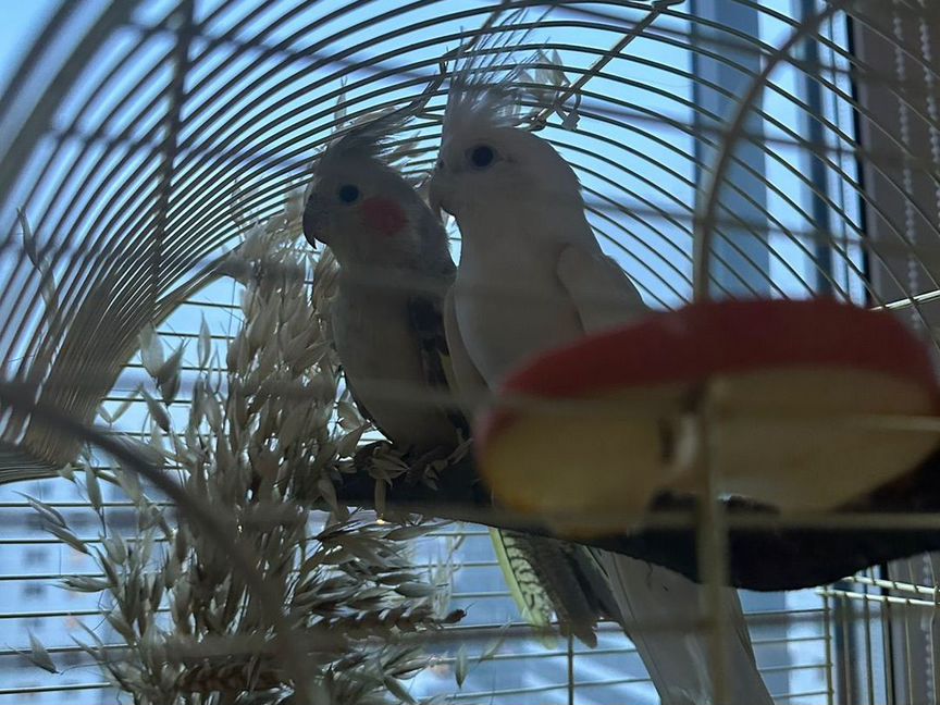 Попугаи корелла