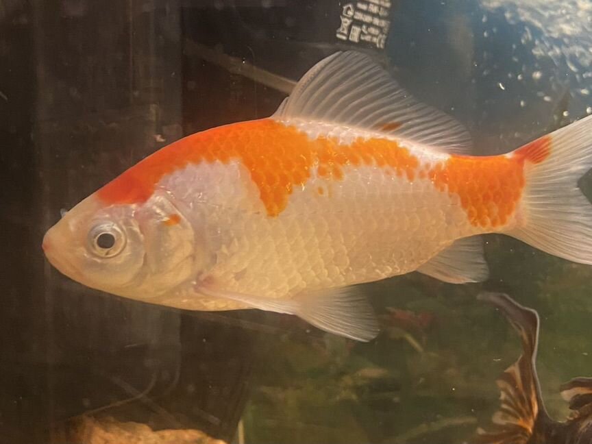 Золотые рыбки кометы и карпы кои