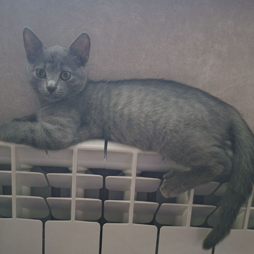 Британский короткошёрстный котёнок