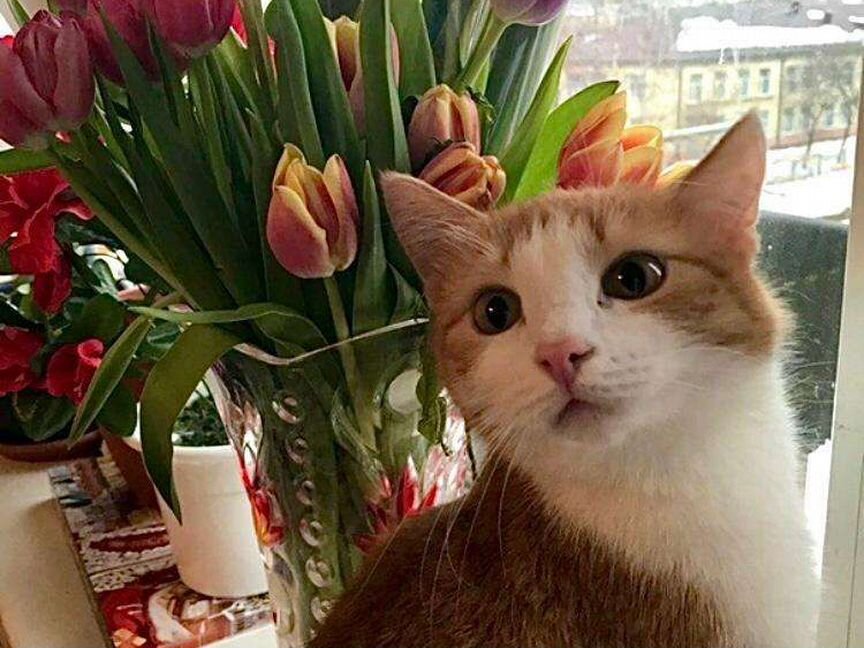 Кошка ищет дом или передержку