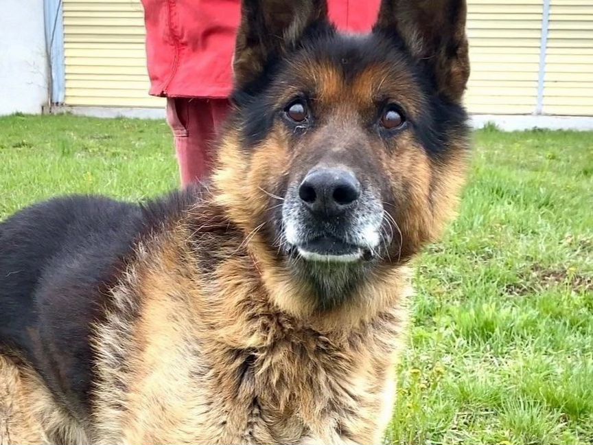Немецкой овчарке нужна помощь