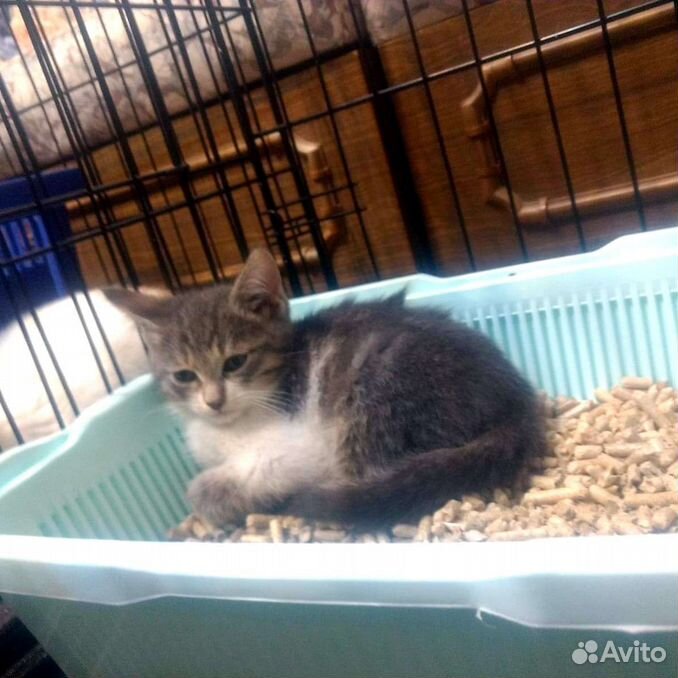 Матвеюшка (2,5 месяца) ищет дом