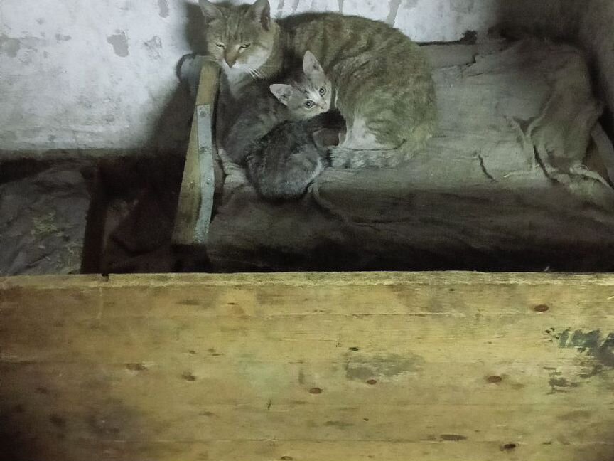 Котятки в добрые руки