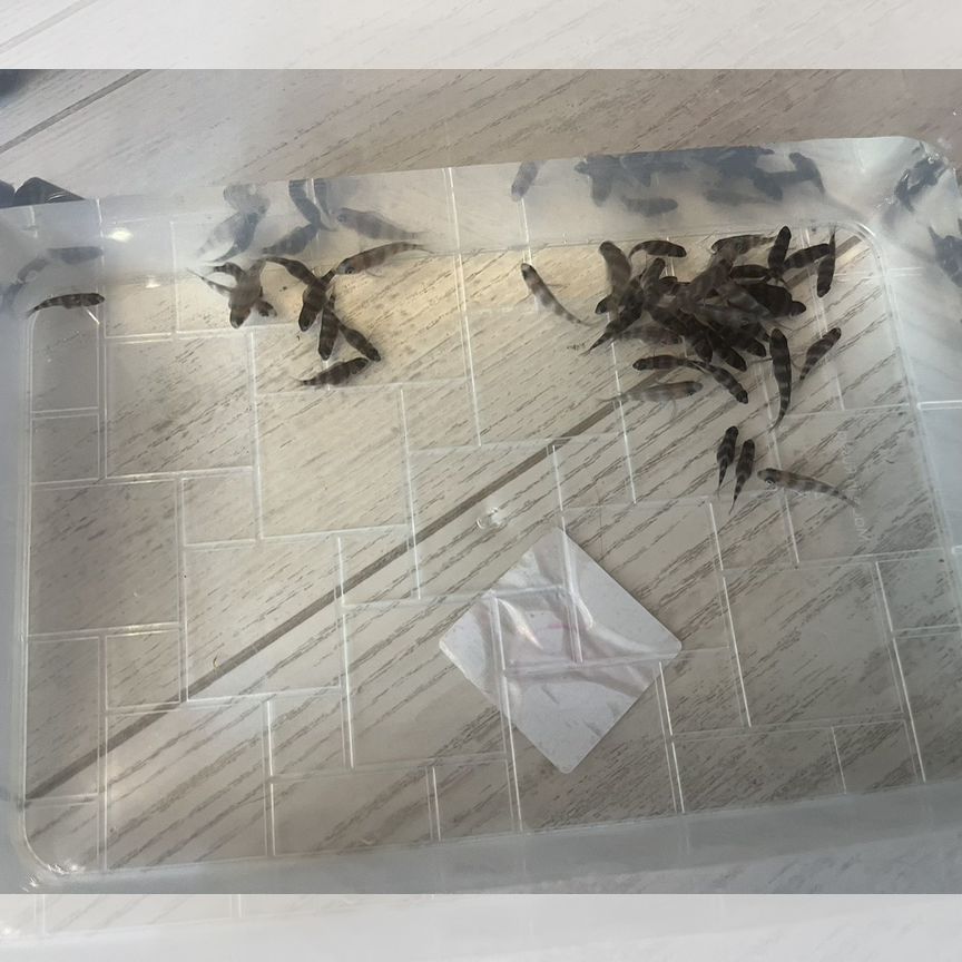 Фронтозы мальки