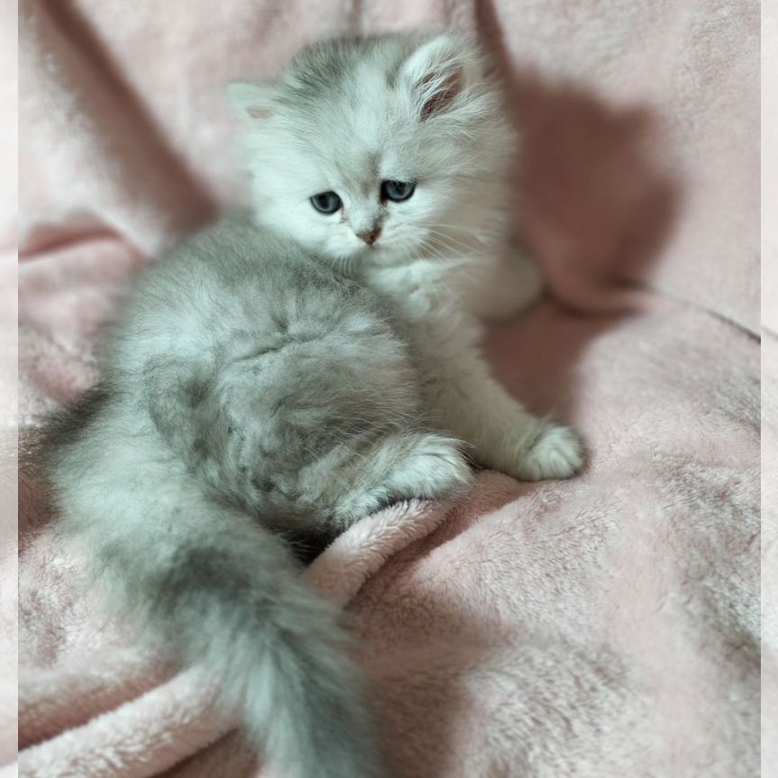 Британский короткошёрстный котёнок