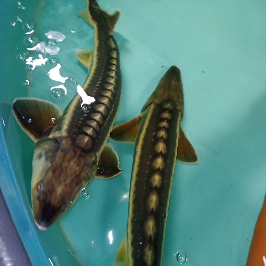 Живая рыба, царская, белая