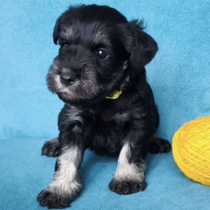 Цвергшнауцер, щенок