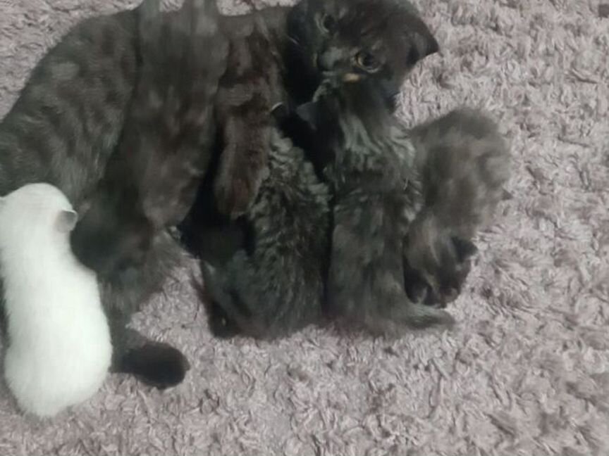 Кошка британская