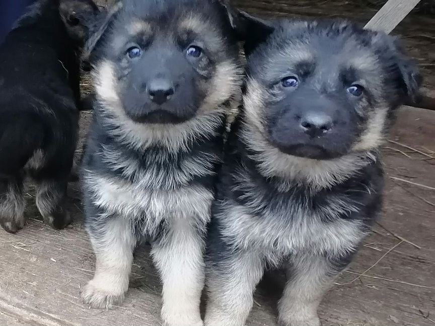 Немецкая овчарка