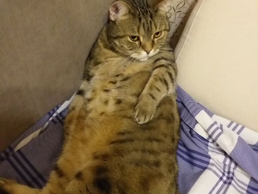 Породистые большие кошки