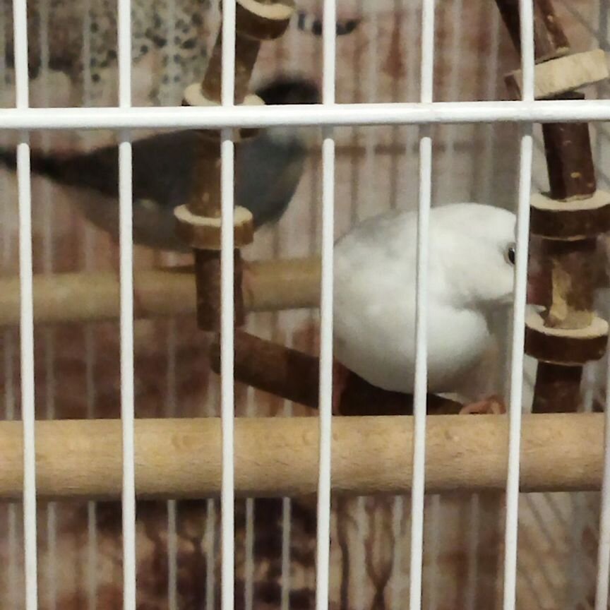 Рисовые амадины Москва