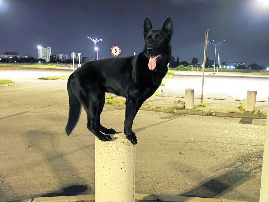 Кобель Восточно Европейской Овчарки