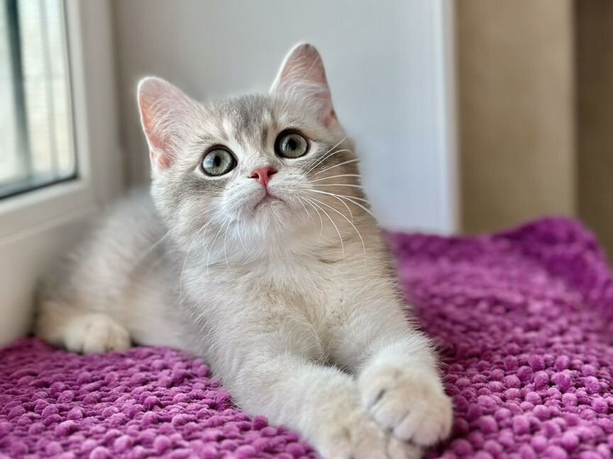 Кошечка голубая золотая шиншилла bri ay11