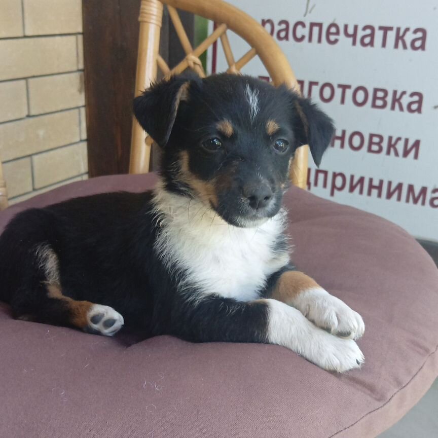 Щенок в добрые руки бесплатно