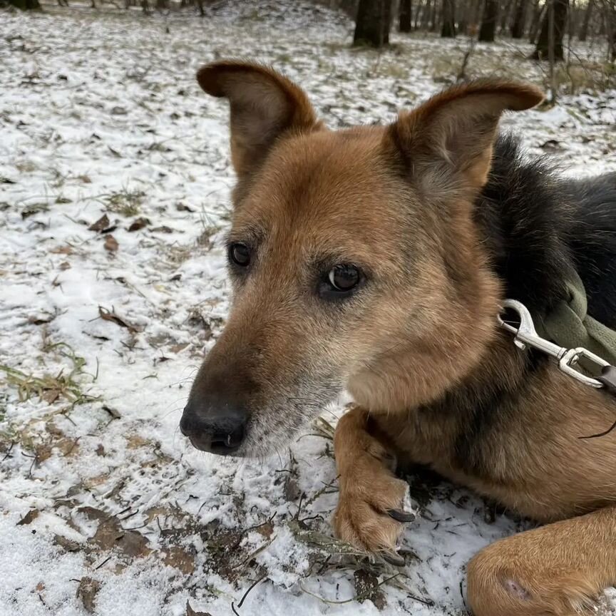 Взрослая собака в добрые руки