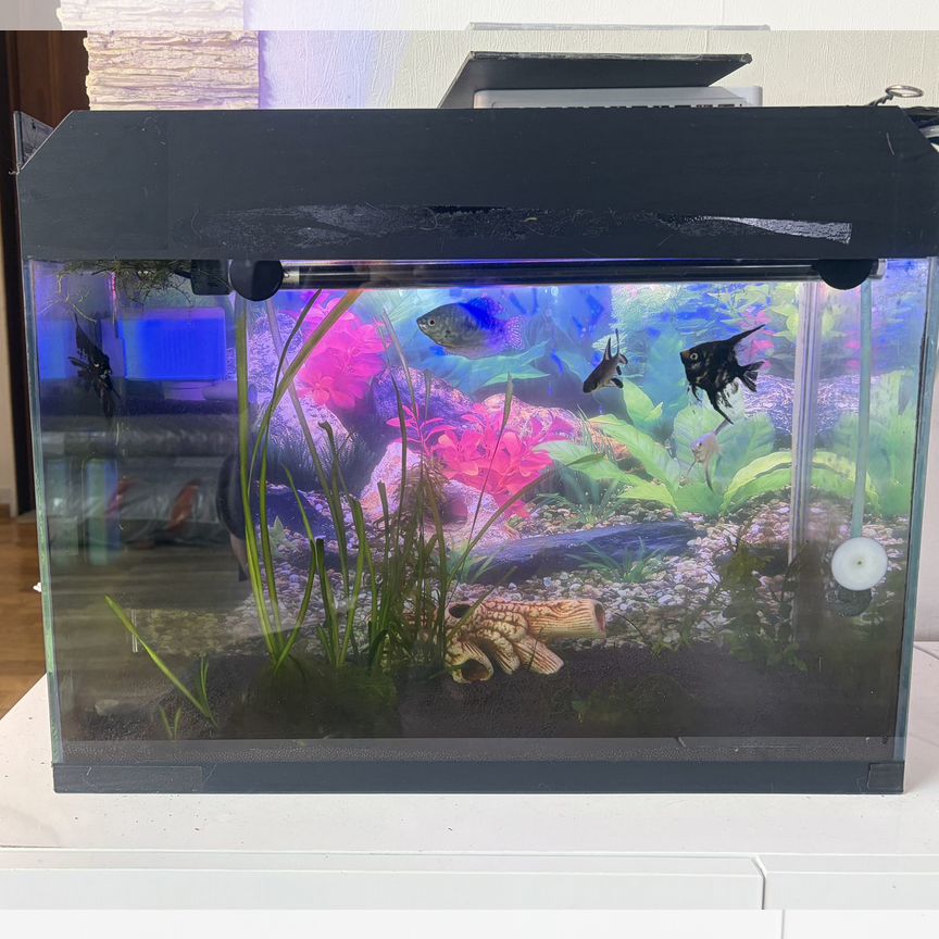 Аквариум с рыбками