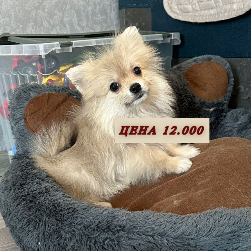 Немецкий шпиц, щенок