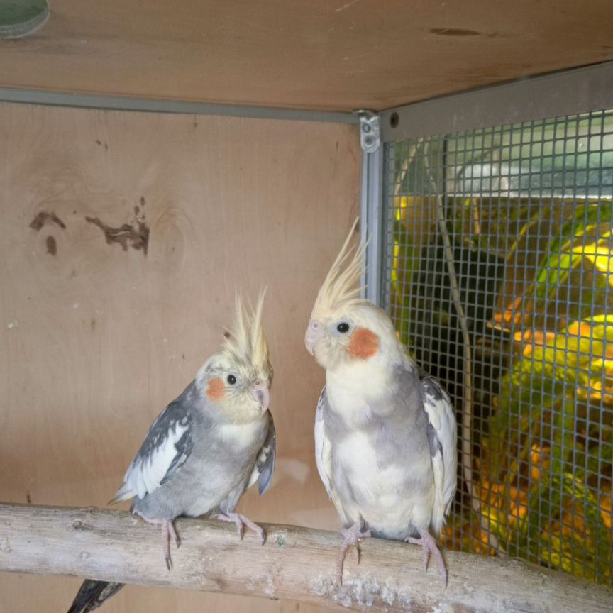 Попугай Корелла пара