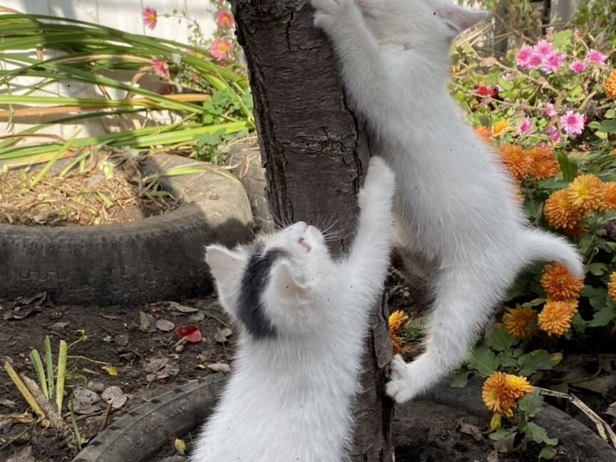 Отдам котиков в добрые руки