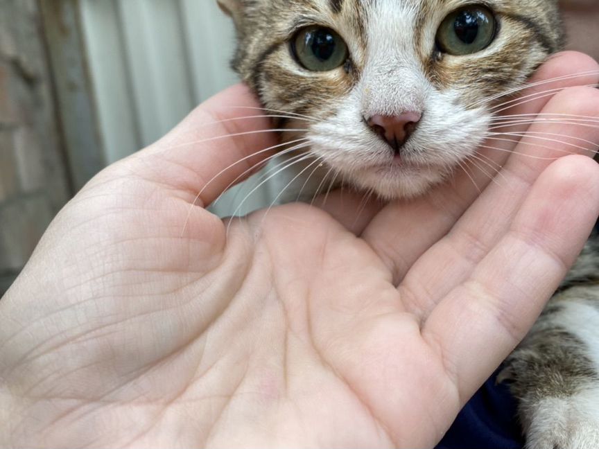 Котенок в дар бесплатно