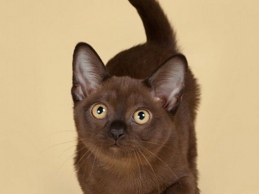 Бурманские котятки