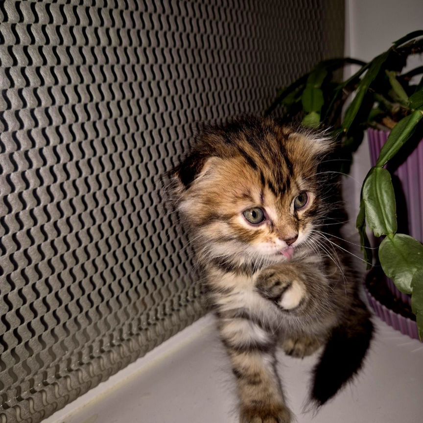 Котята от шотландской кошки