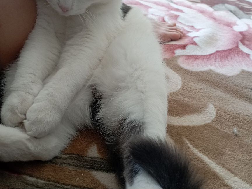 Белый котик с серыми пятнами