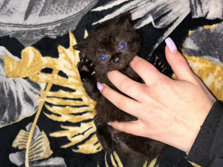 Кошка