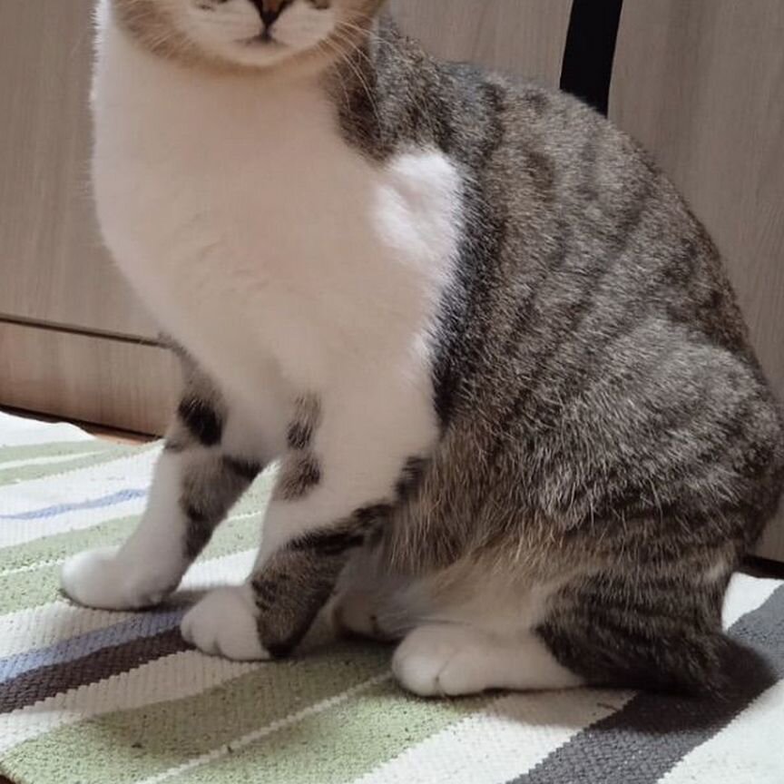Кошка Картошка ищет хозяина