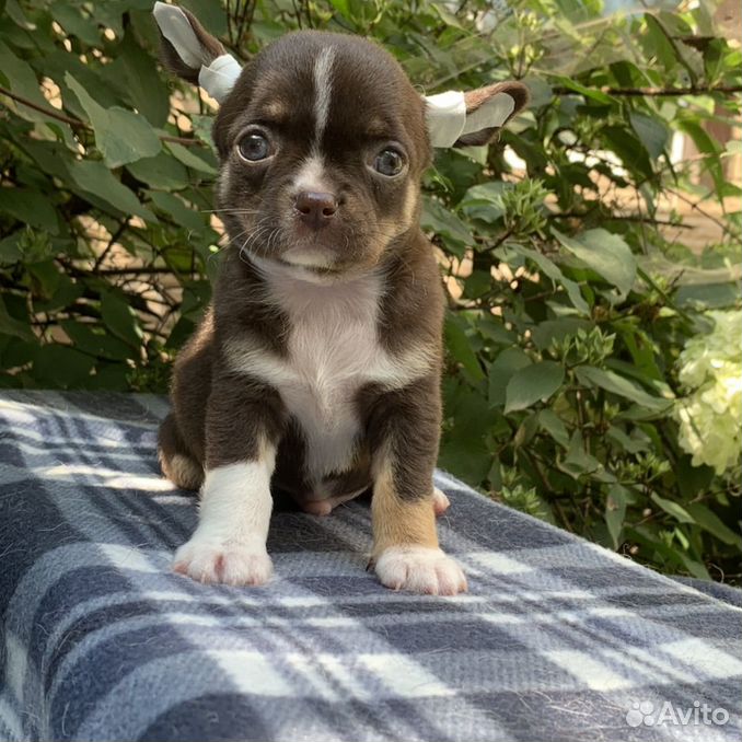 Чихуахуа мальчик шоколадный триколор