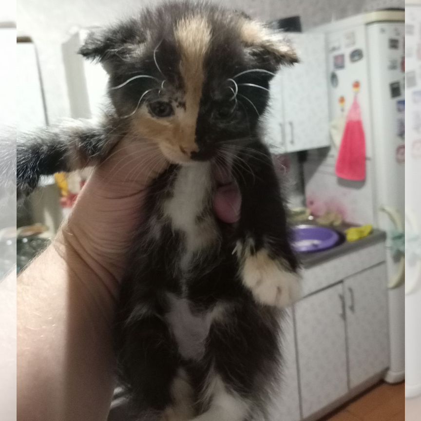 Котята вислоухие, бесплатно