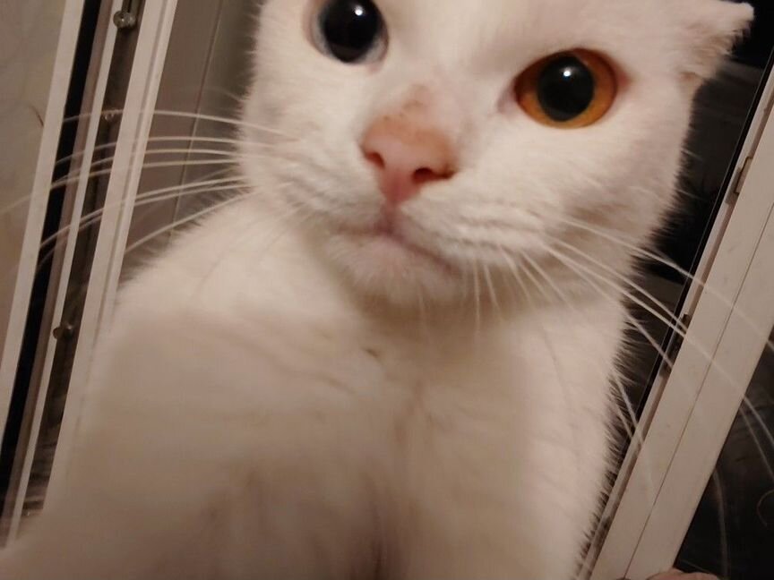 Кошечка с разными глазами
