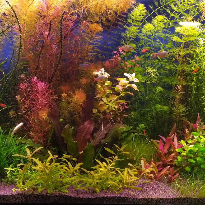 Растения для аквариума