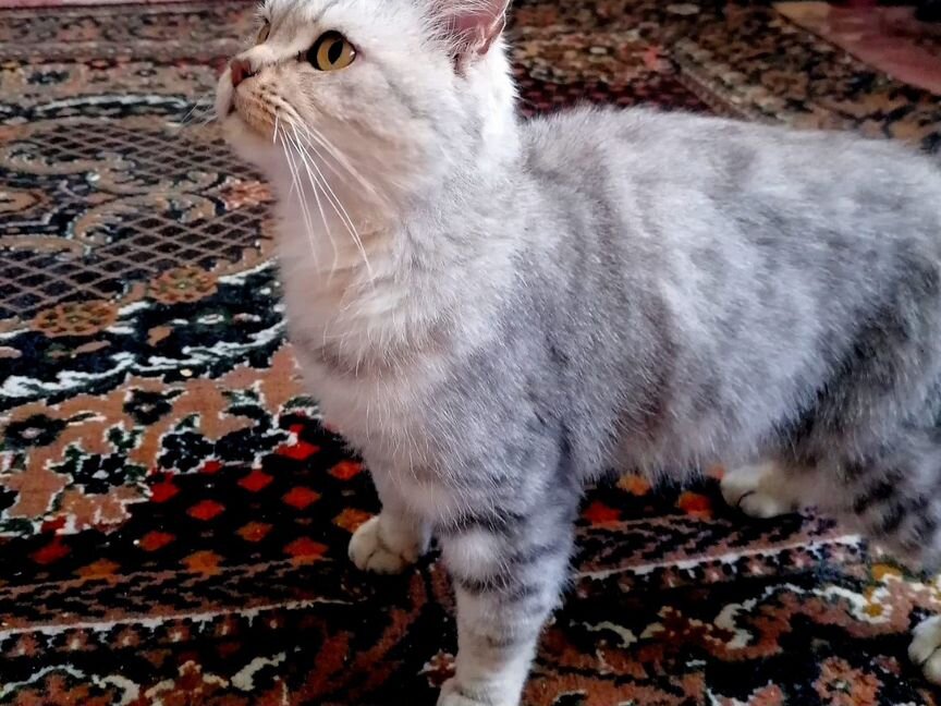 Кошка