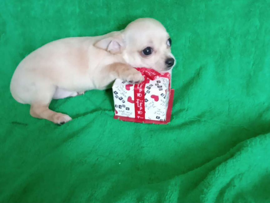 Кремовый чихуахуа